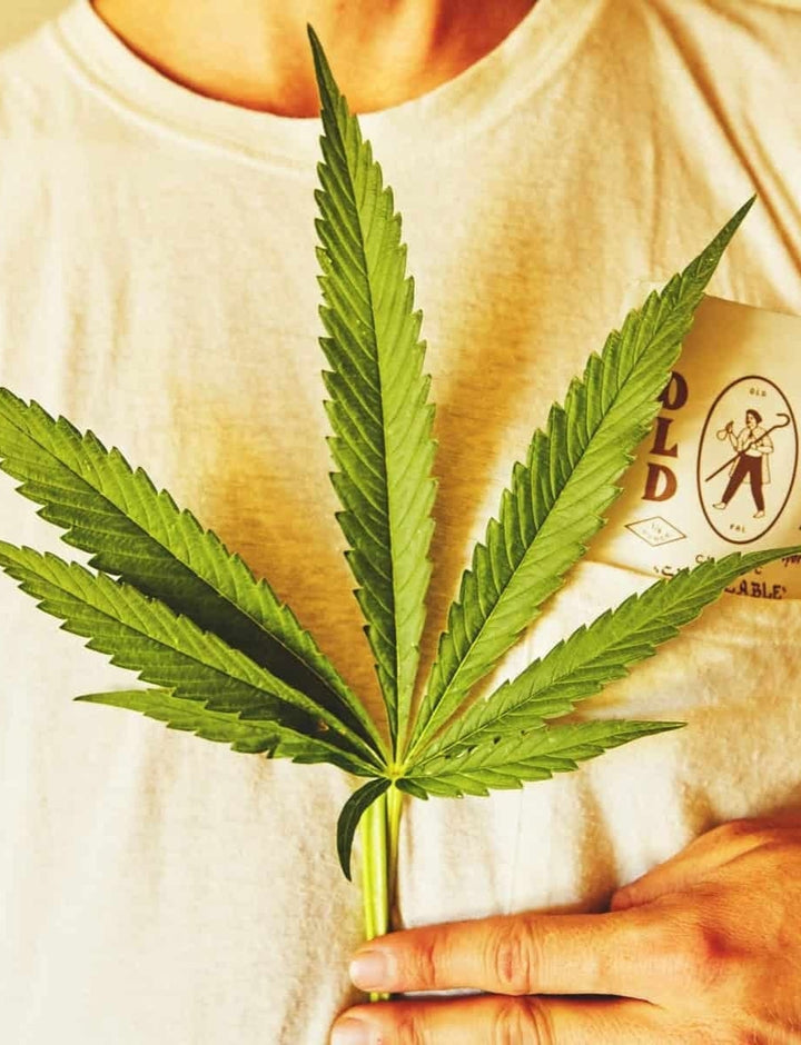 Various Types of THC - Old Pal Provisions